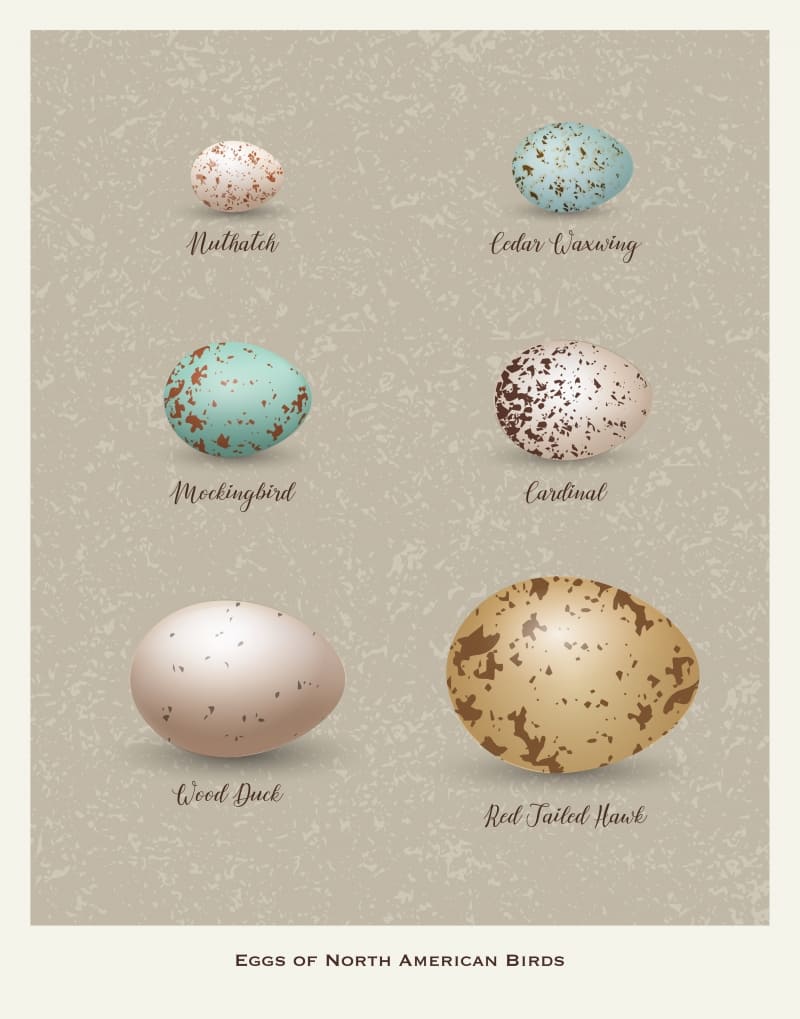 The Shape of Eggs – SkyWaterEarth